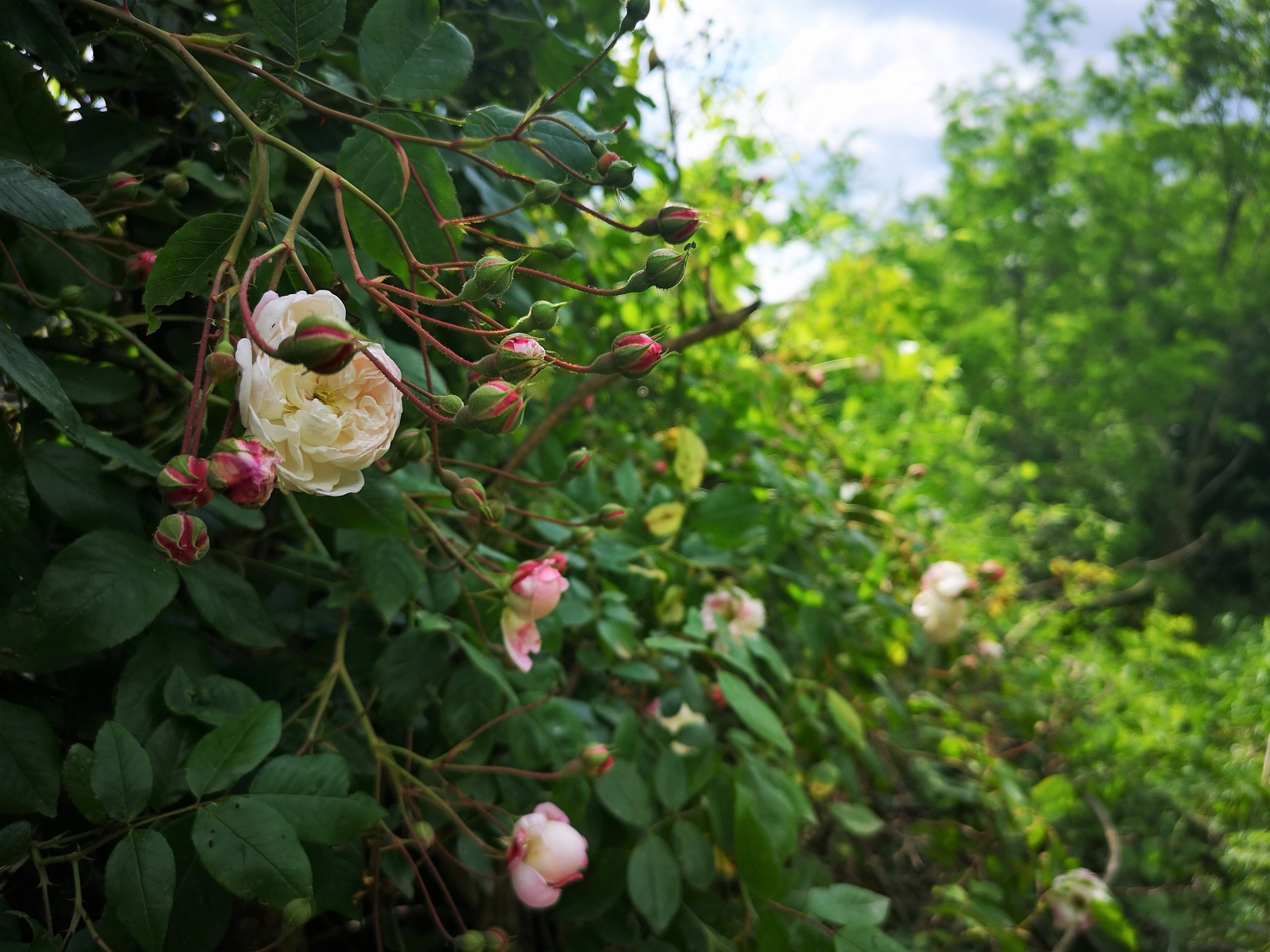 Hidden Rose - Domaine Lescure Retreats